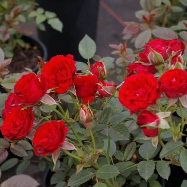 Scarlet Hit ®' | Floribunda Roses | Garden Rose Bush – Famous Roses World