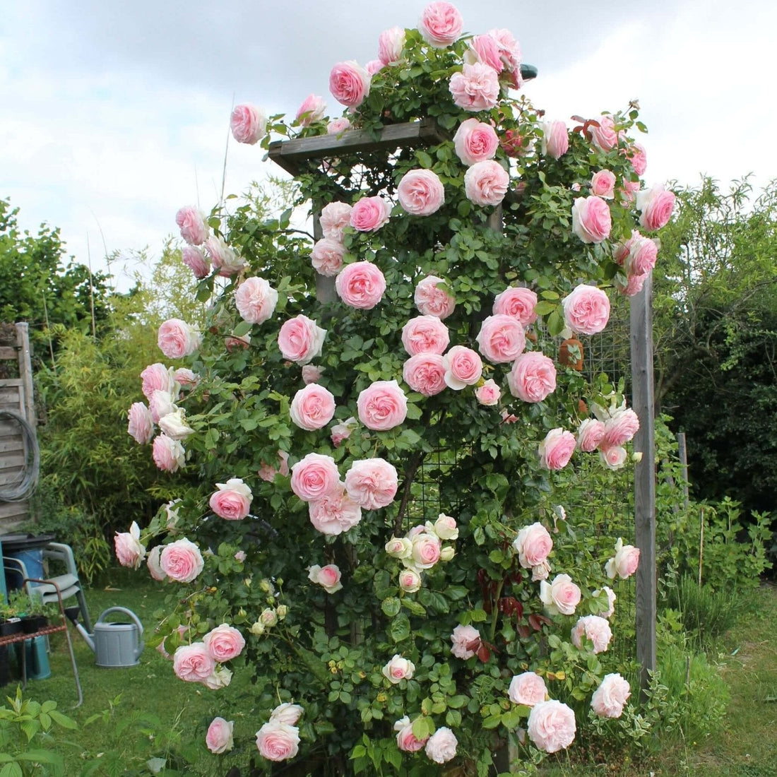 Strawberry Hill ® | Climbing Rose | Garden Rose Bush – Famous Roses World
