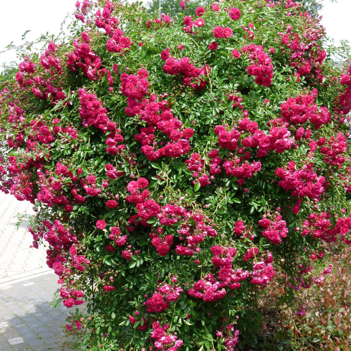 SUPER EXCELSA ® | Climbing Rose | Garden Rose Bush – Famous Roses World