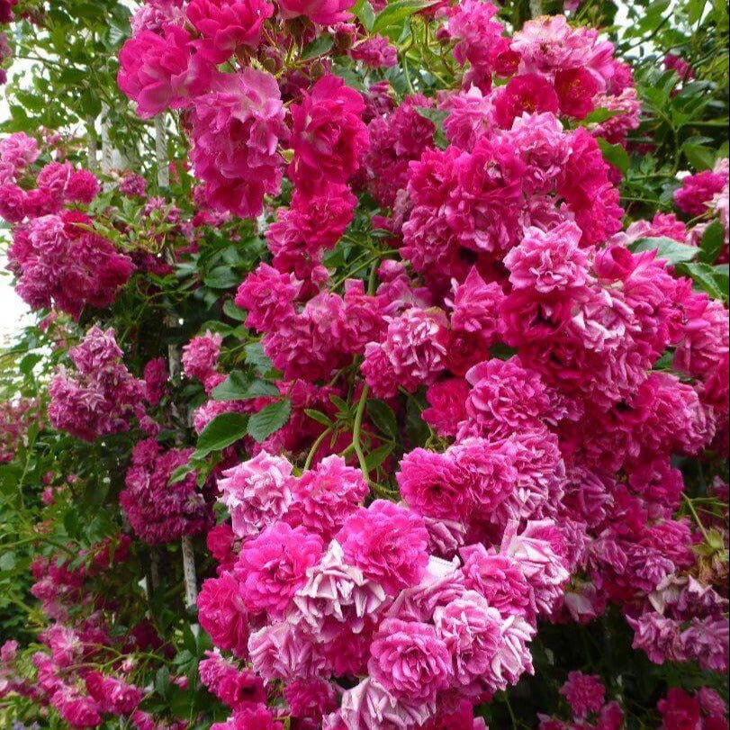 SUPER EXCELSA ® | Climbing Rose | Garden Rose Bush – Famous Roses World