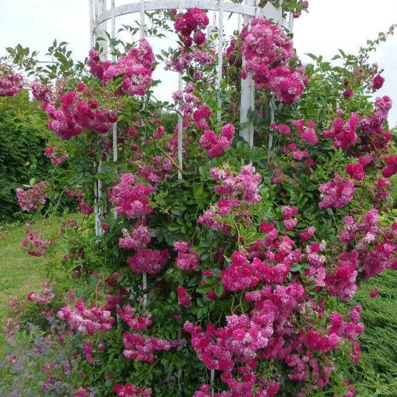 SUPER EXCELSA ® | Climbing Rose | Garden Rose Bush – Famous Roses World