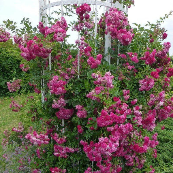 SUPER EXCELSA ® | Climbing Rose | Garden Rose Bush – Famous Roses World
