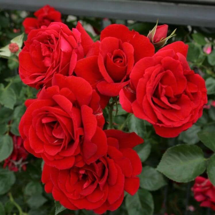 Sympathie ® | Climbing Roses | Garden Rose Bush – Famous Roses World