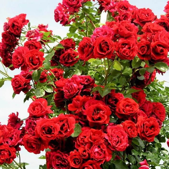 Sympathie ® | Climbing Roses | Garden Rose Bush – Famous Roses World