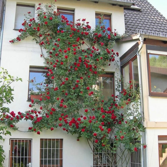 Sympathie ® | Climbing Roses | Garden Rose Bush – Famous Roses World