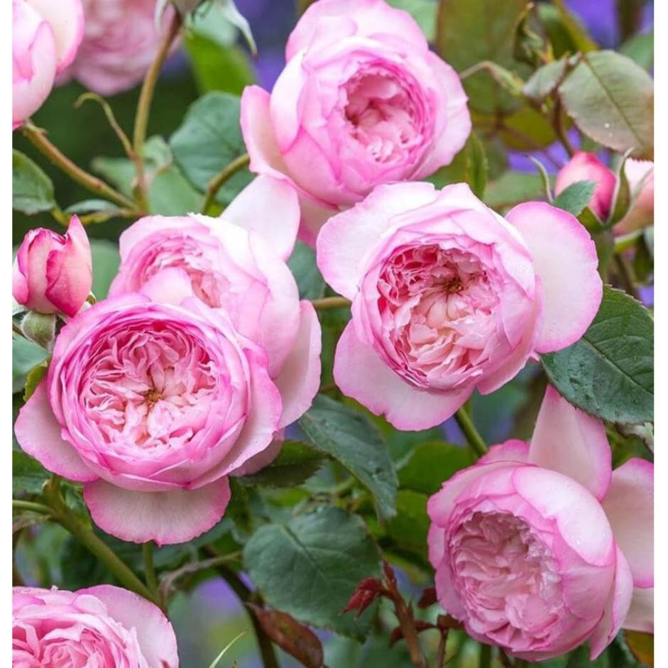 The Mill on The Floss ® | Floribunda Rose | Garden Rose Bush – Famous ...