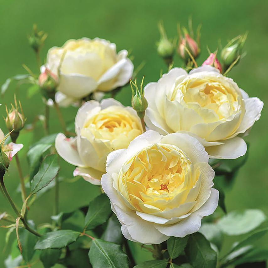 Vanessa Bell ® | Floribunda Rose | Garden Rose Bush – Famous Roses World