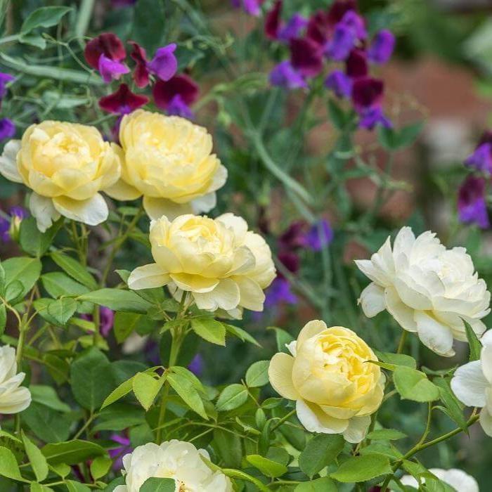 Vanessa Bell ® | Floribunda Rose | Garden Rose Bush – Famous Roses World