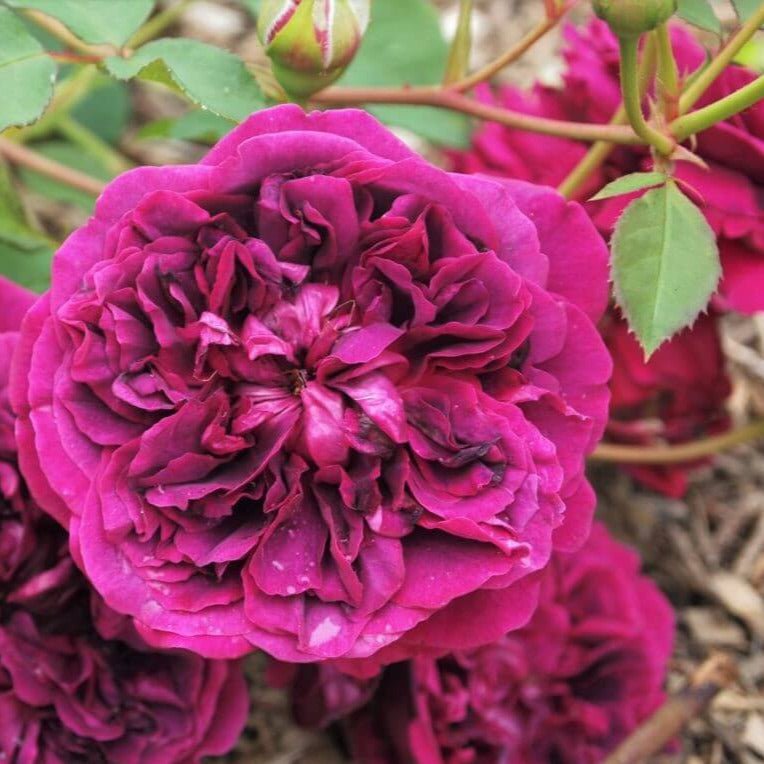 William Shakespeare 2000 ® Floribundan ruusu – Famous Roses World
