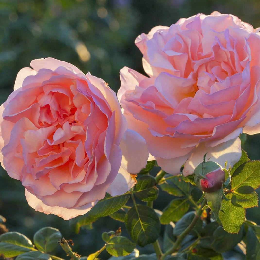 Rose bushes for France. We deliver bare root and potted garden roses a ...